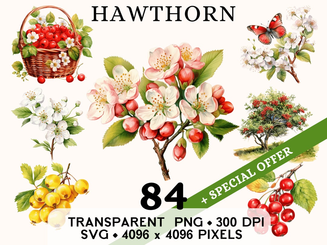 Hawthorn Clipart, Cute Birth May Flower Watercolor Clip Art, Spring ...