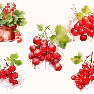 Redcurrant Clipart, Fruit Watercolor Groseille Clip Art, Forest Food ...