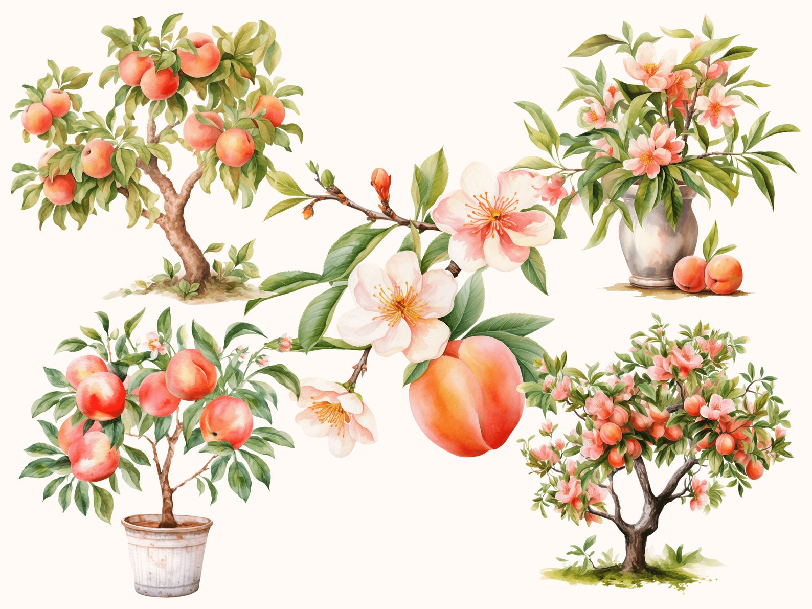 Peach Clipart, Fruit Watercolor Peach Flower and Tree Clip Art, Food ...