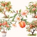 Peach Clipart, Fruit Watercolor Peach Flower and Tree Clip Art, Food ...