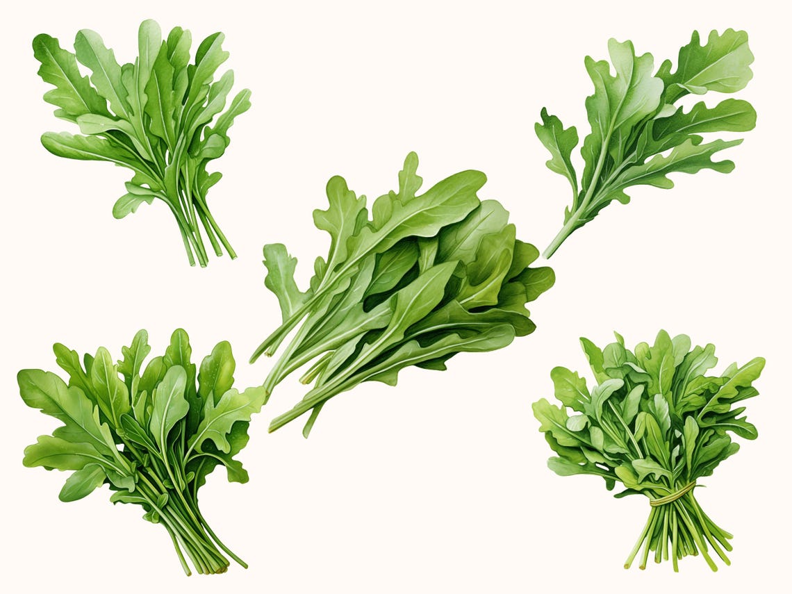 Arugula Clipart, Farm Eruca Vegetable Watercolor Rucola Leaf Art, Food ...