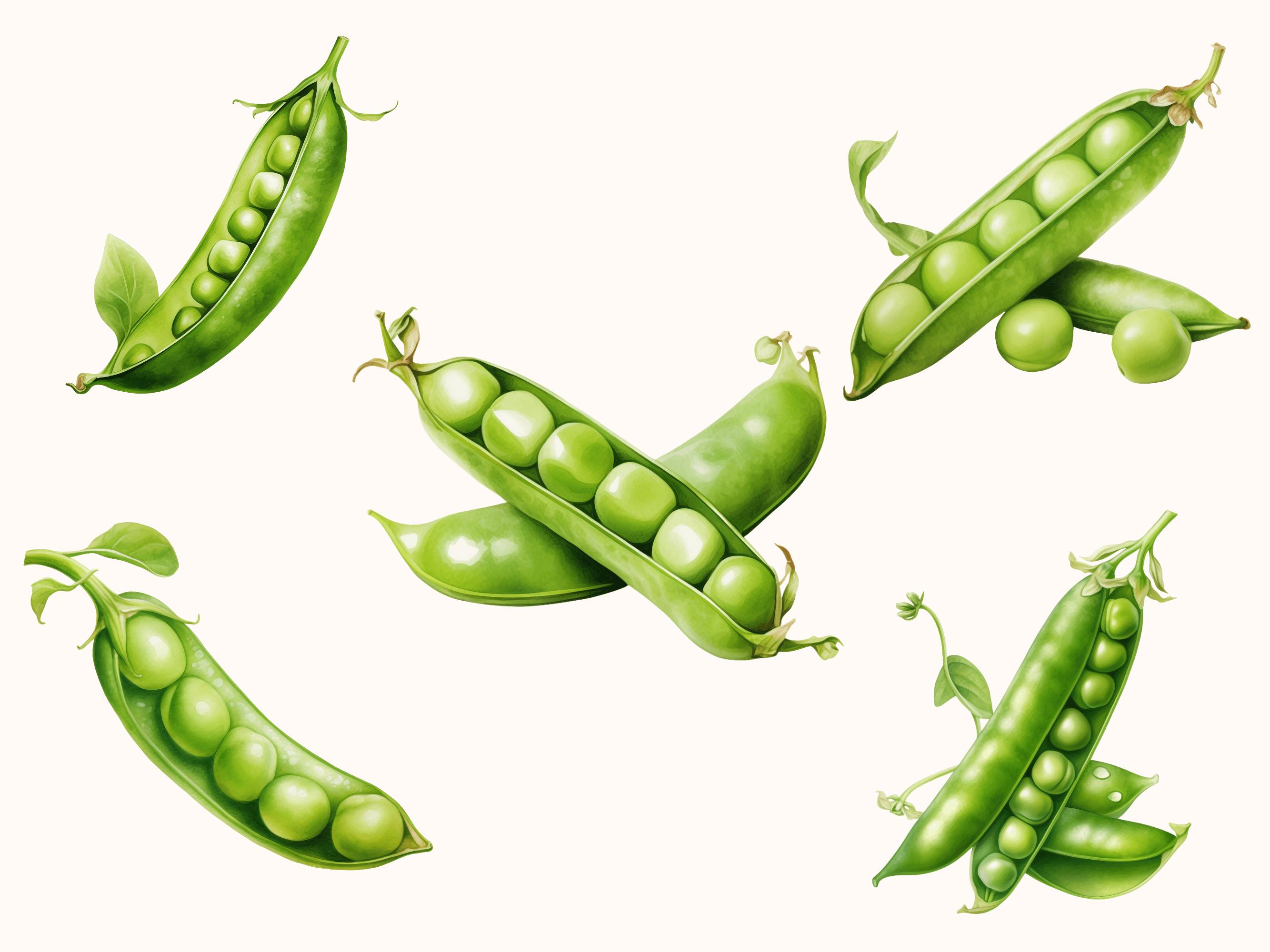 Green Peas Clipart, Farm Vegetable Watercolor Snap Pea Clip Art, Food ...