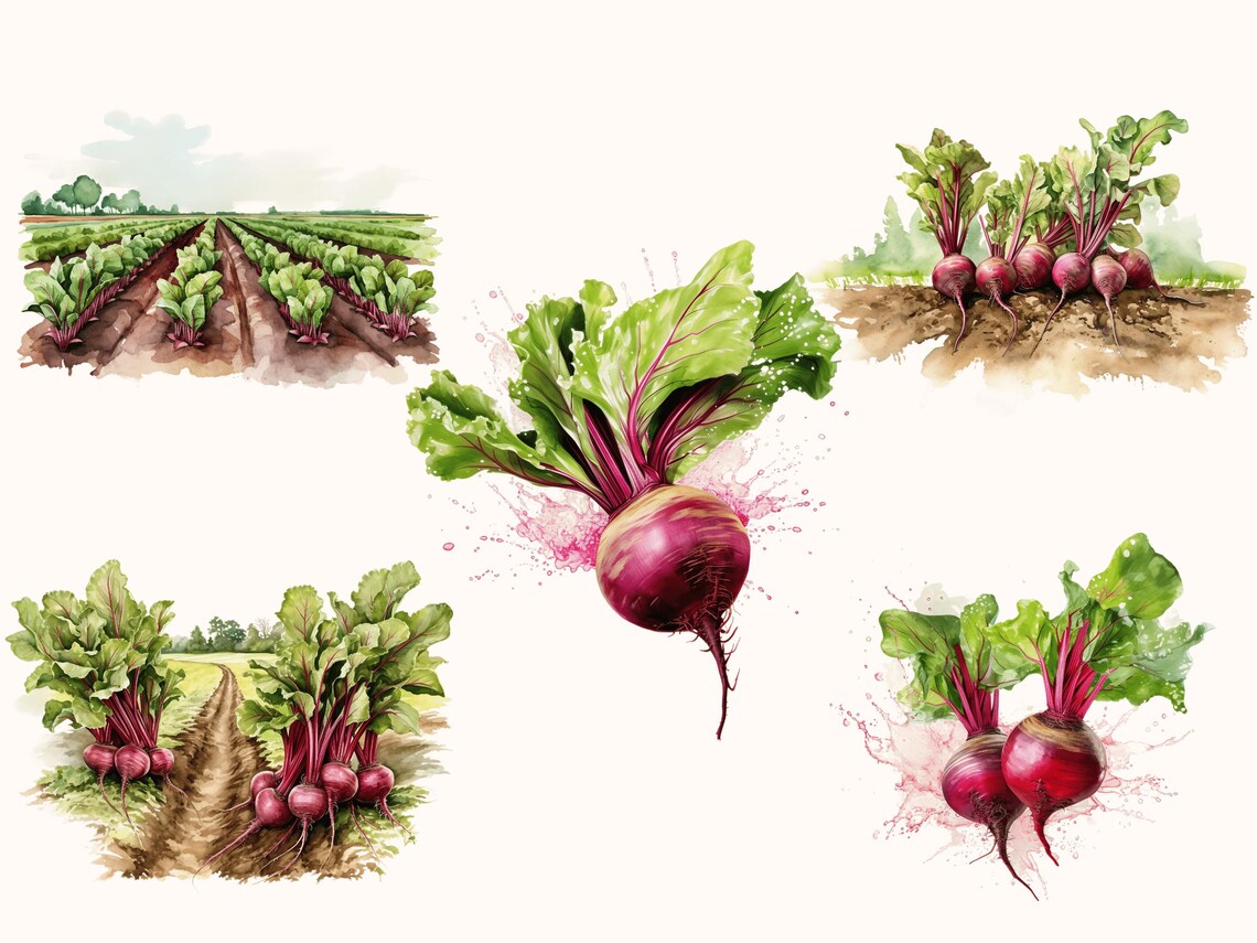 Beetroot Clipart, Farm Vegetable Watercolor Beet Drink & Soup Art, Food ...