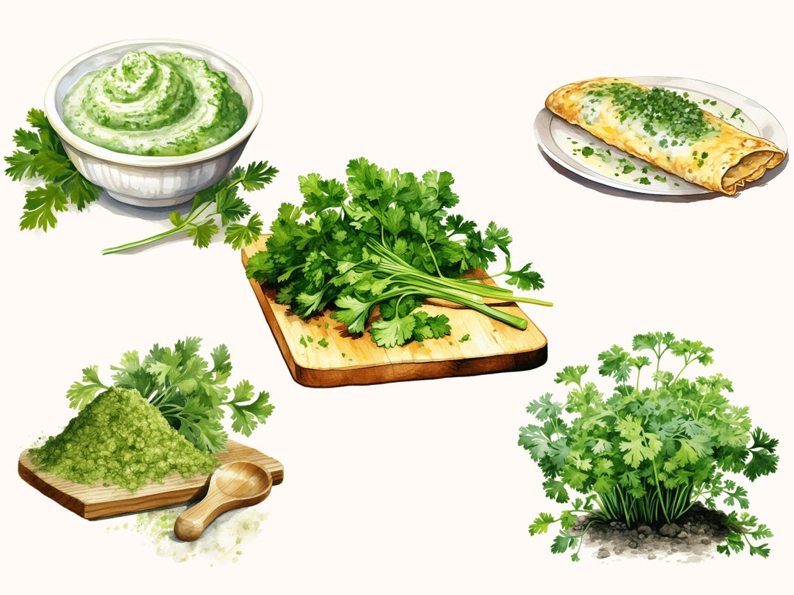 Parsley Clipart, Medicinal Spice Vegetable Watercolor Herb Clip Art ...