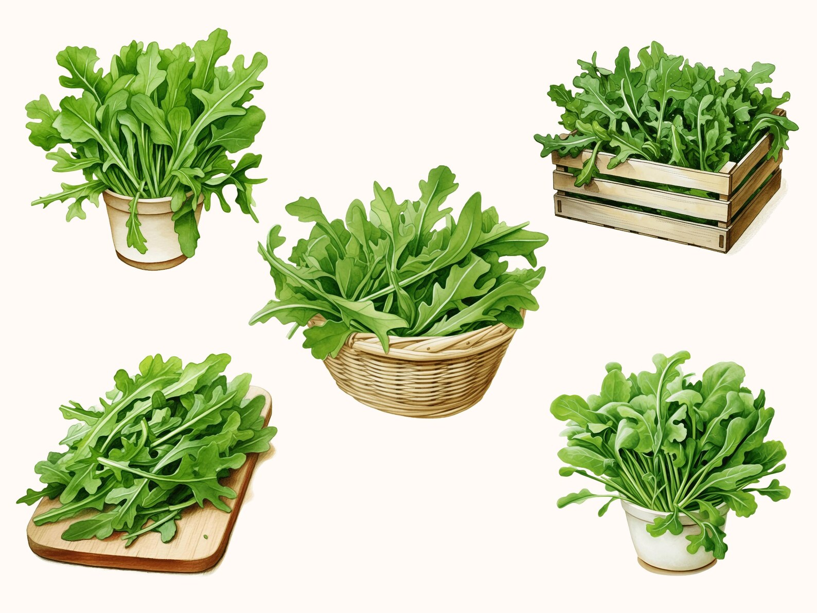 Arugula Clipart, Farm Eruca Vegetable Watercolor Rucola Leaf Art, Food ...