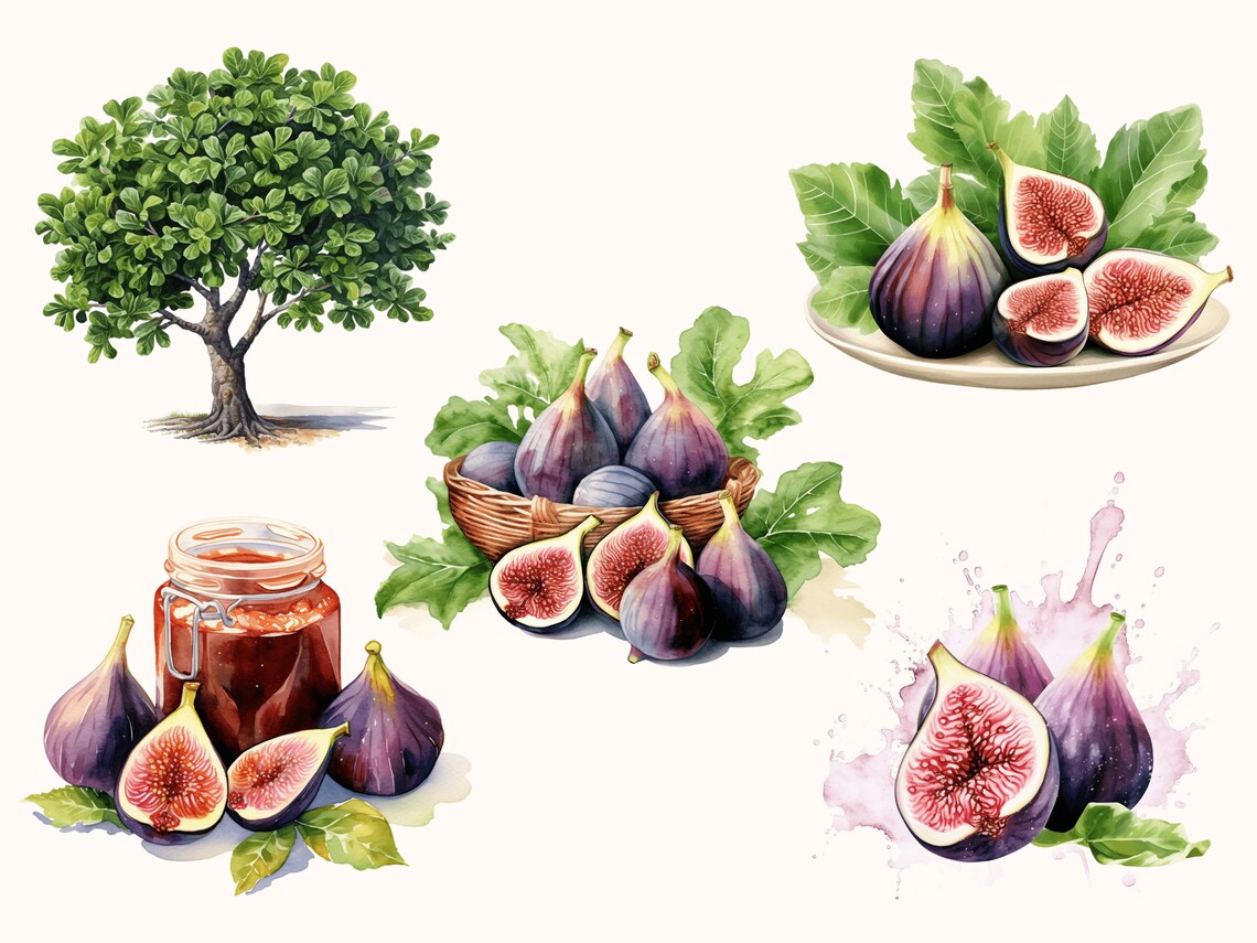 Fig Clipart, Fruit Watercolor Green Fig Tree Clip Art, Food Sticker Mug ...