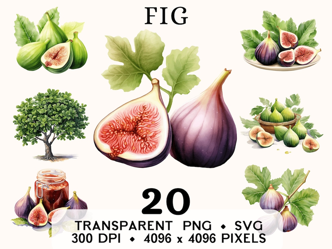 Fig Clipart, Fruit Watercolor Green Fig Tree Clip Art, Food Sticker Mug ...
