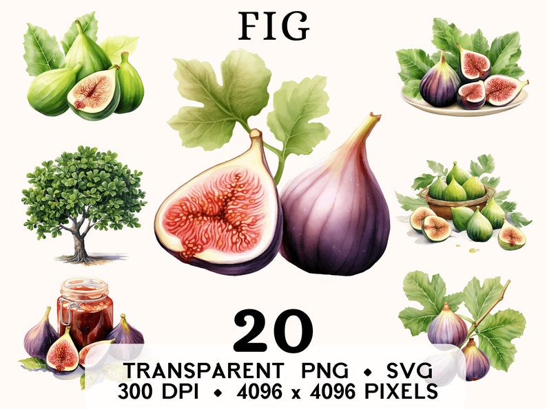 Fig Clipart, Fruit Watercolor Green Fig Tree Clip Art, Food Sticker Mug ...