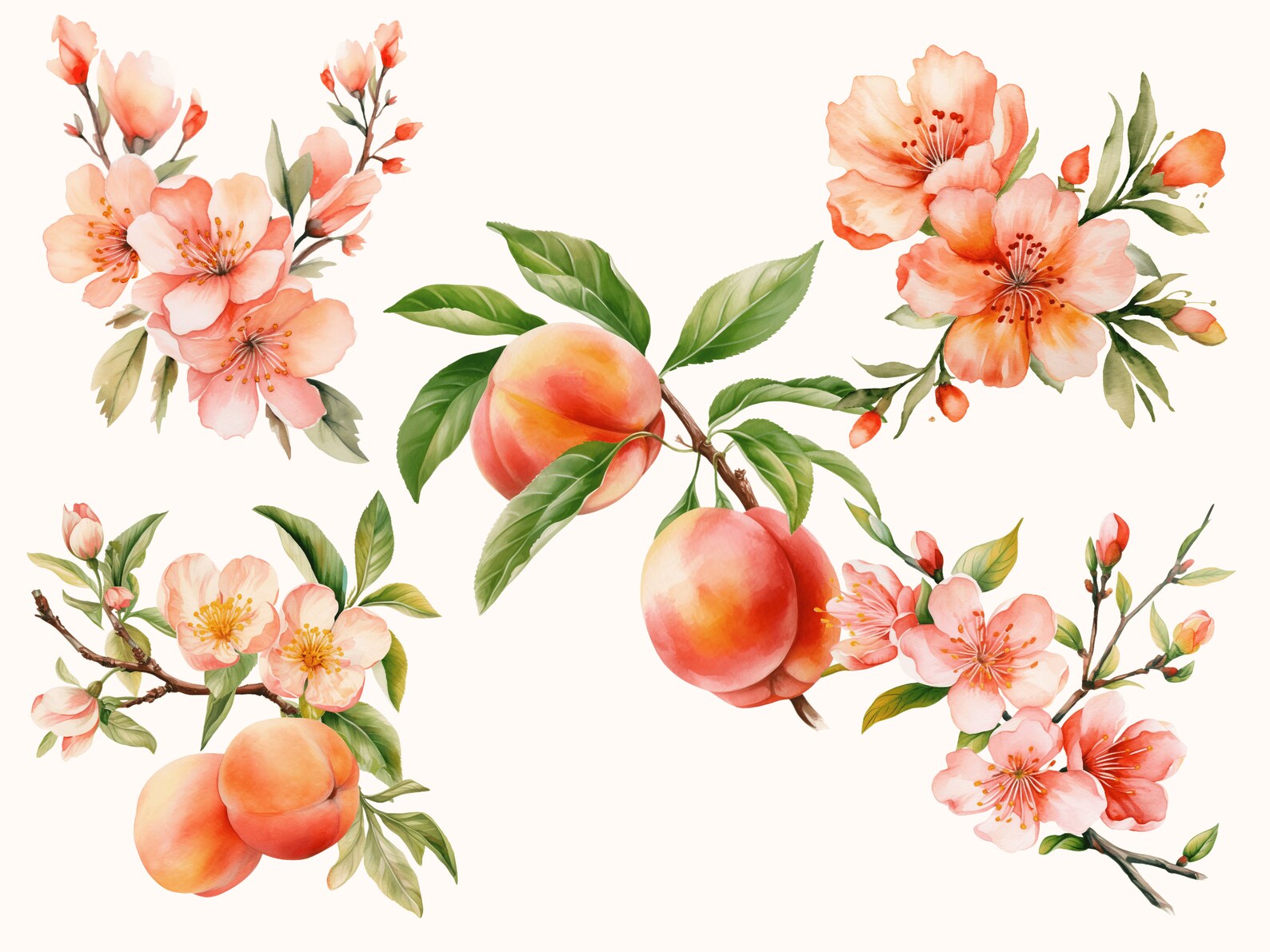 Peach Clipart, Fruit Watercolor Peach Flower and Tree Clip Art, Food ...
