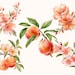 Peach Clipart, Fruit Watercolor Peach Flower and Tree Clip Art, Food ...