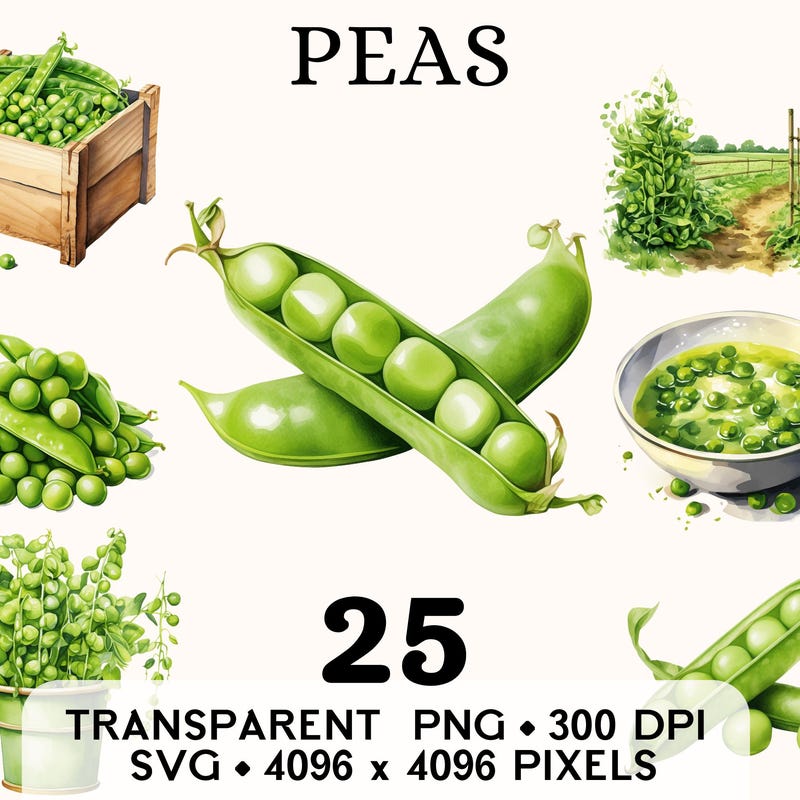 Peas Clipart - Etsy