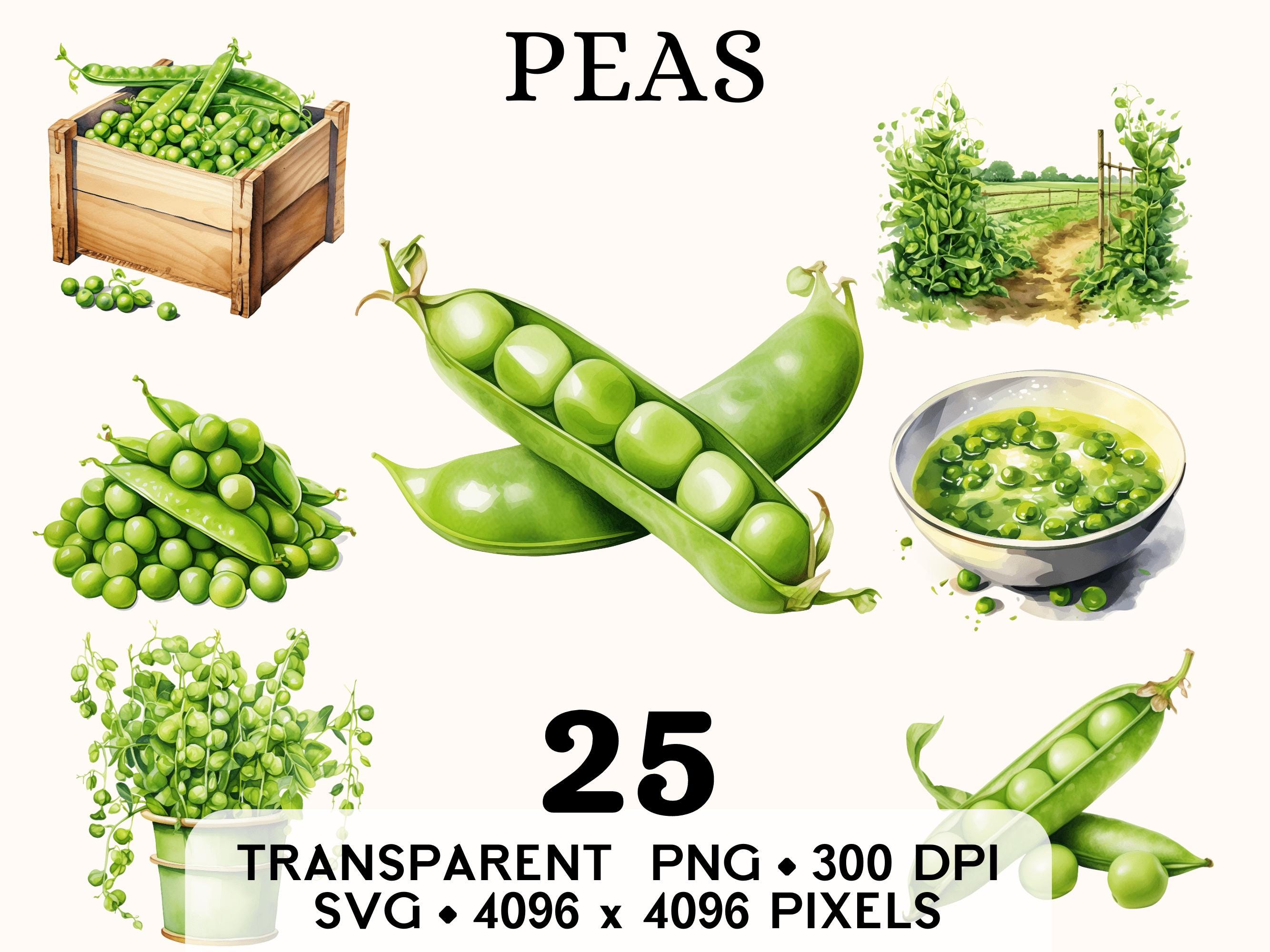 Green Peas Clipart, Farm Vegetable Watercolor Snap Pea Clip Art, Food ...