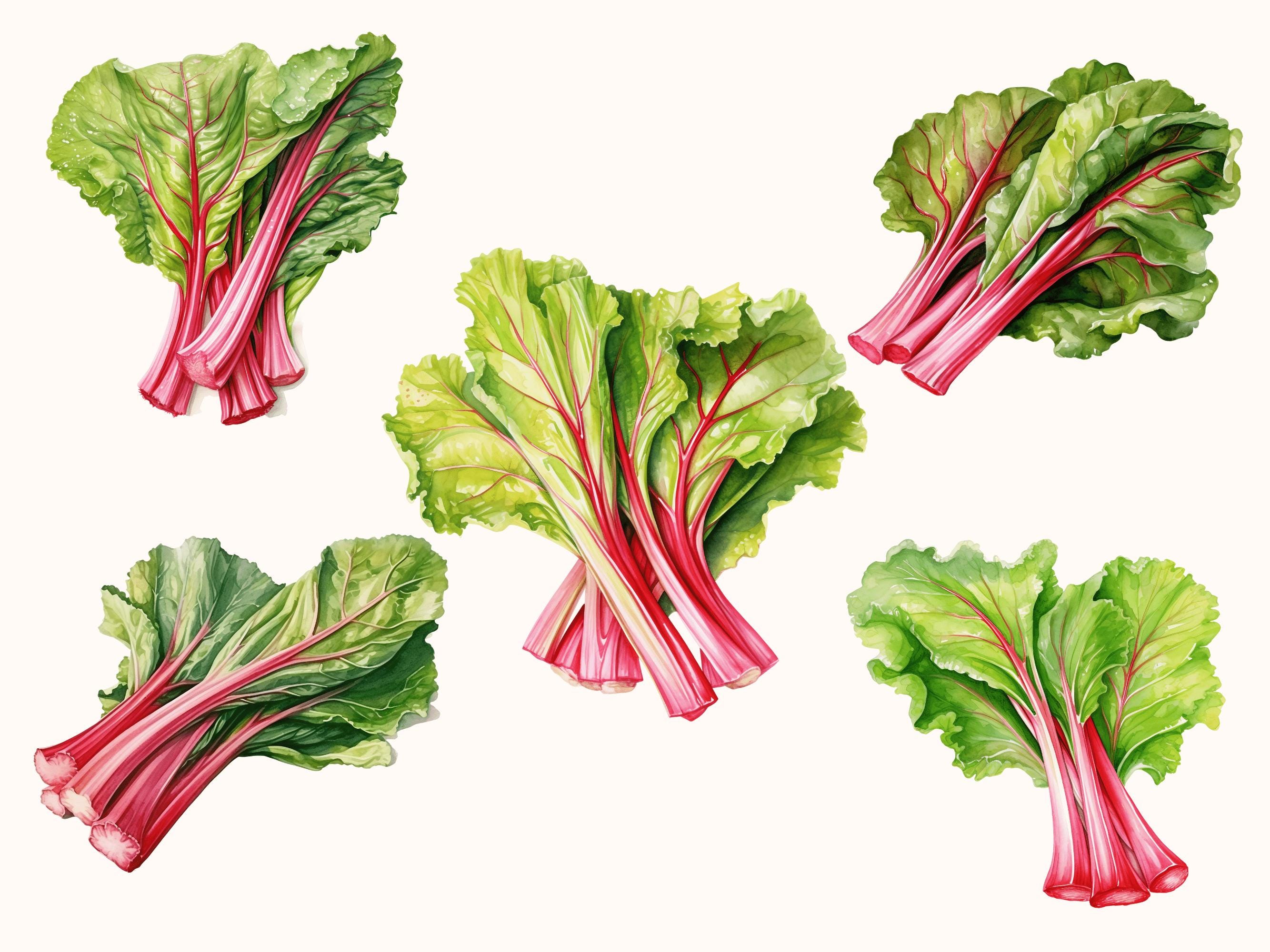 Rhubarb Clipart, Sweet Pie Vegetable Watercolor Health Drink Clip Art ...