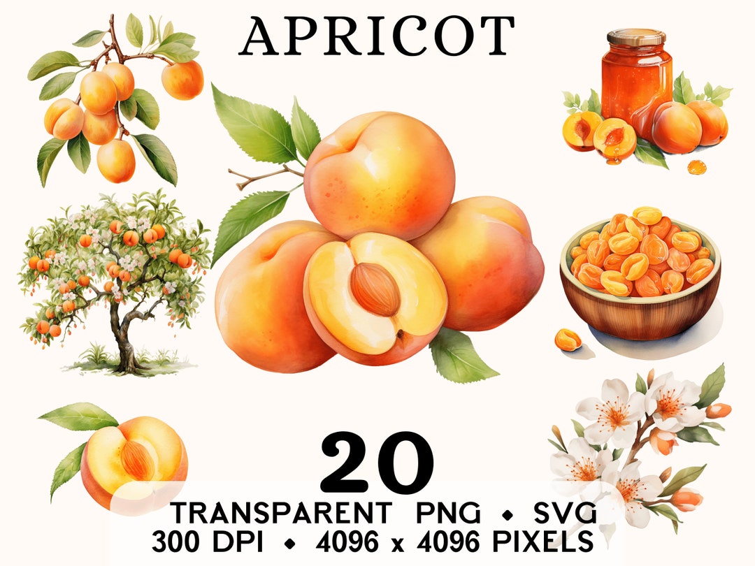 Apricot Clipart, Fruit Watercolor Apricot Basket Clip Art, Exotic Food ...