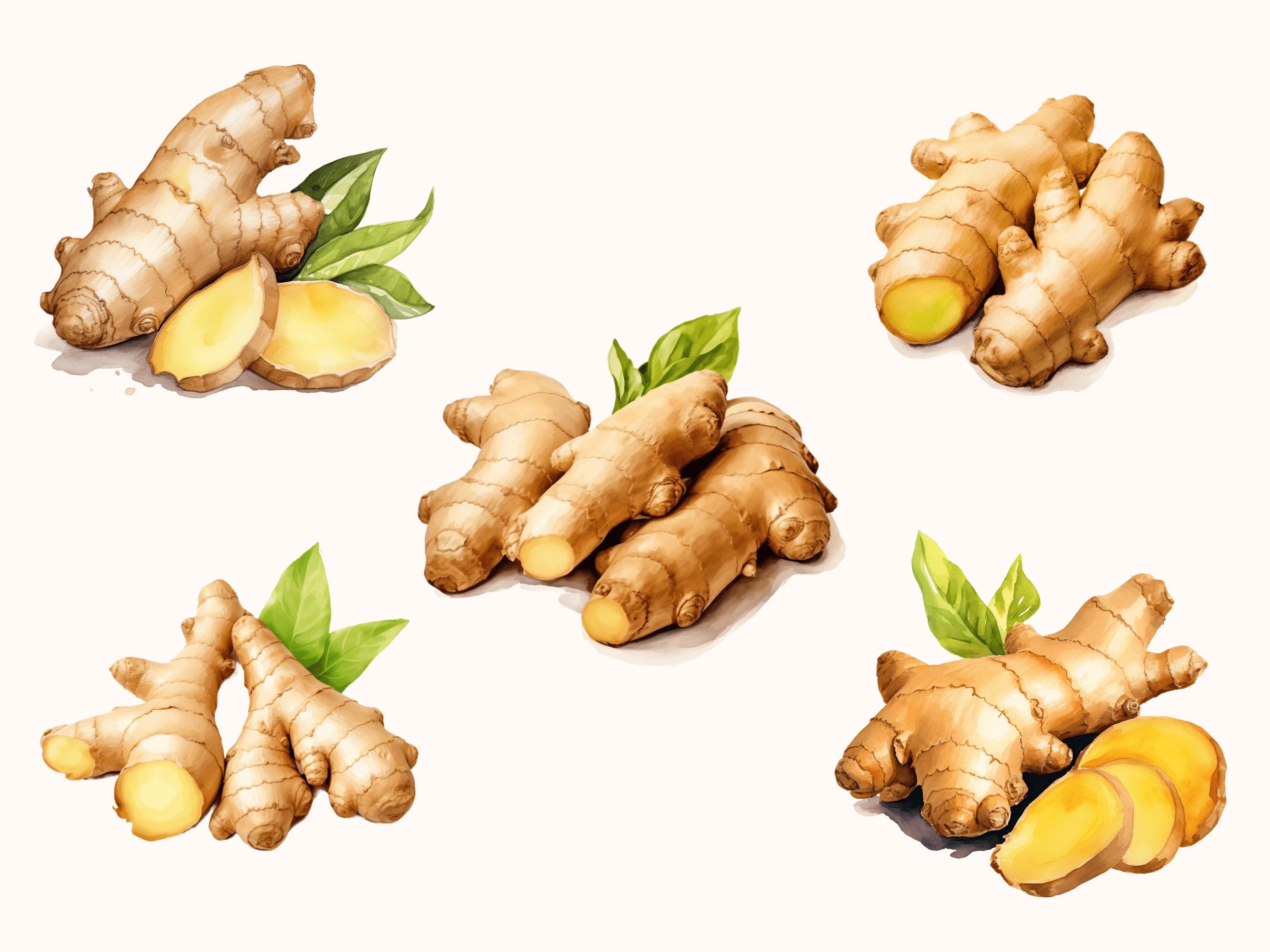 Ginger Clipart, Farm Vegetable Watercolor Gingerbread Man Clip Art ...