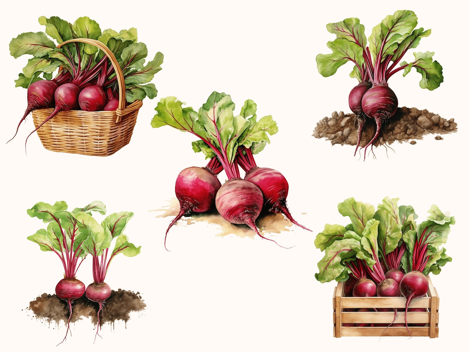 Beetroot Clipart, Farm Vegetable Watercolor Beet Drink & Soup Art, Food ...