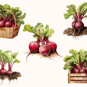 Beetroot Clipart, Farm Vegetable Watercolor Beet Drink & Soup Art, Food ...