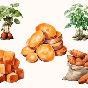 Sweet Potato Clipart, Farm Vegetable Watercolor Fries & Soup Clip Art ...
