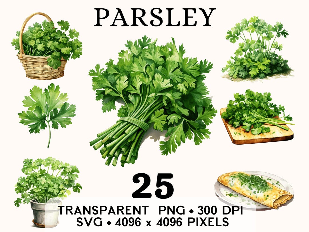 Parsley Clipart, Medicinal Spice Vegetable Watercolor Herb Clip Art ...