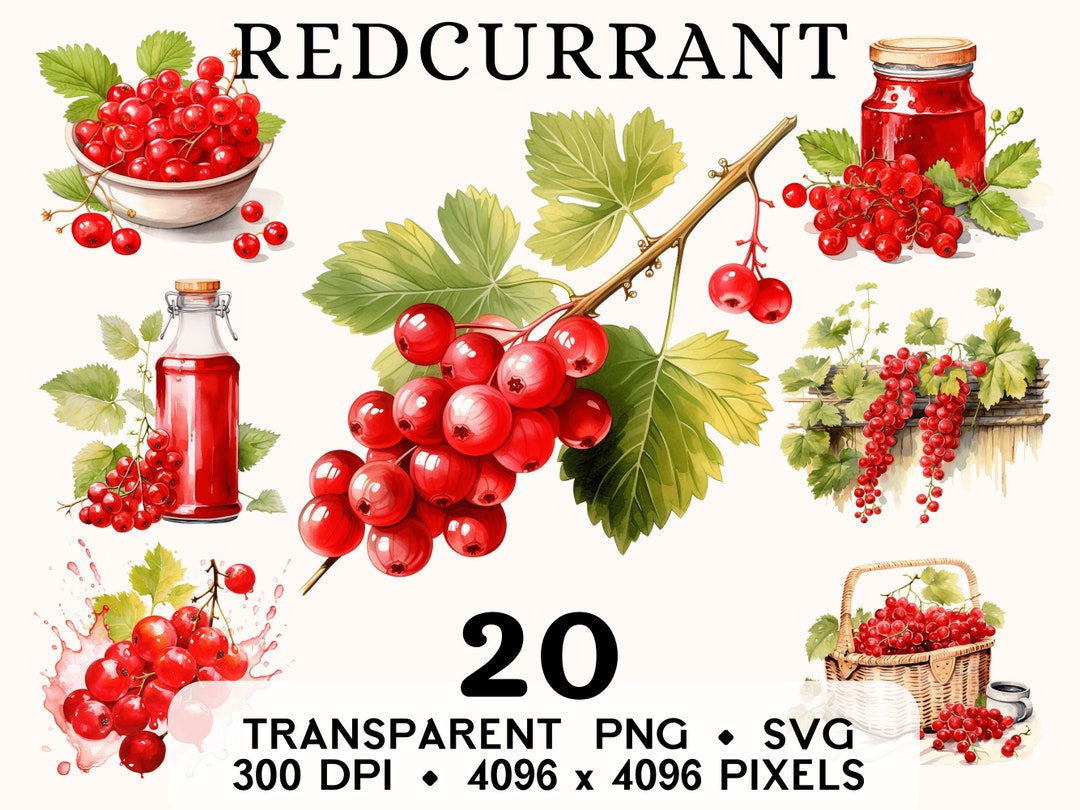 Redcurrant Clipart, Fruit Watercolor Groseille Clip Art, Forest Food ...