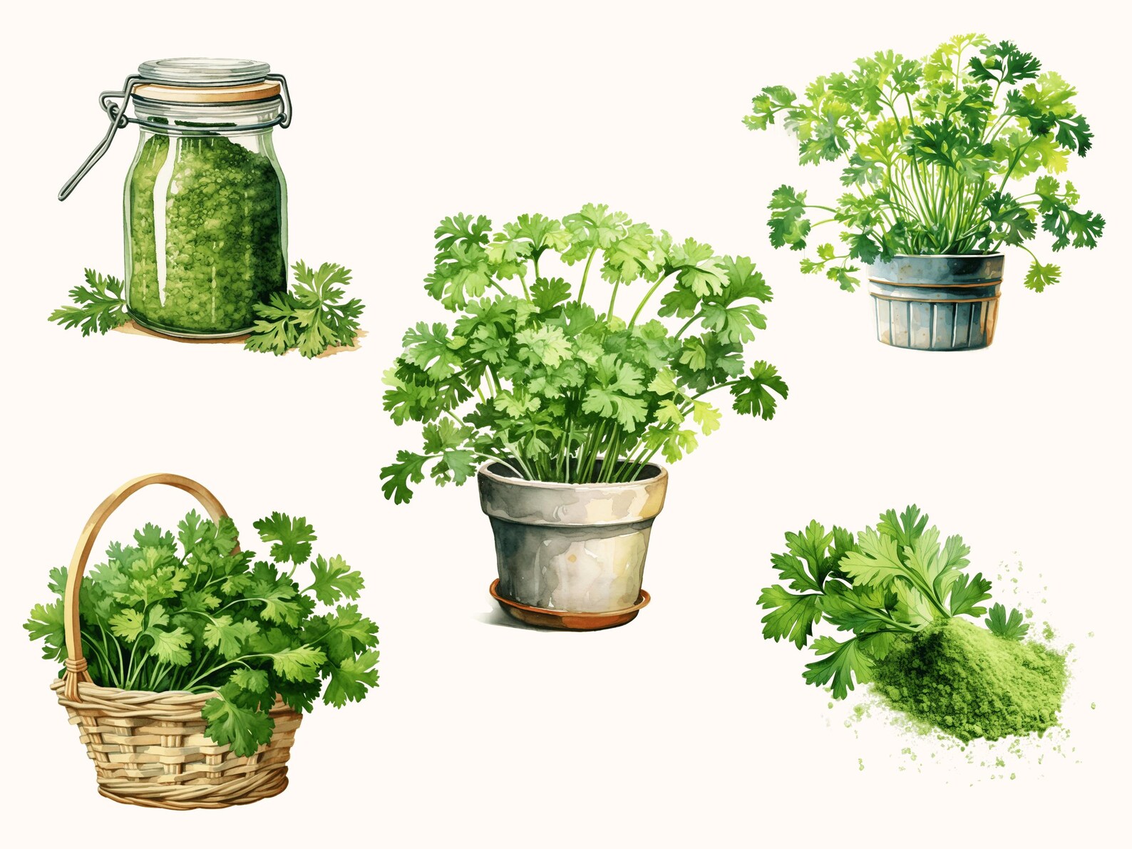 Parsley Clipart, Medicinal Spice Vegetable Watercolor Herb Clip Art ...