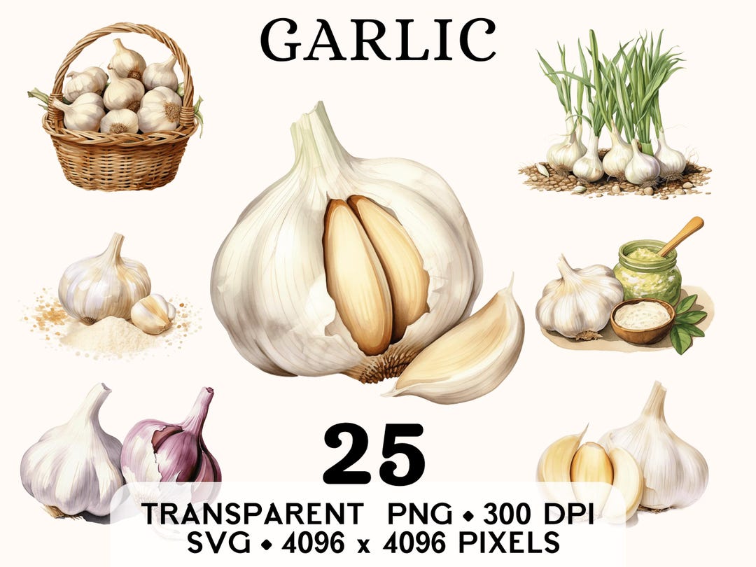 Garlic Clipart, Farm Vegetable Watercolor Clove Garlic Clip Art, Food ...