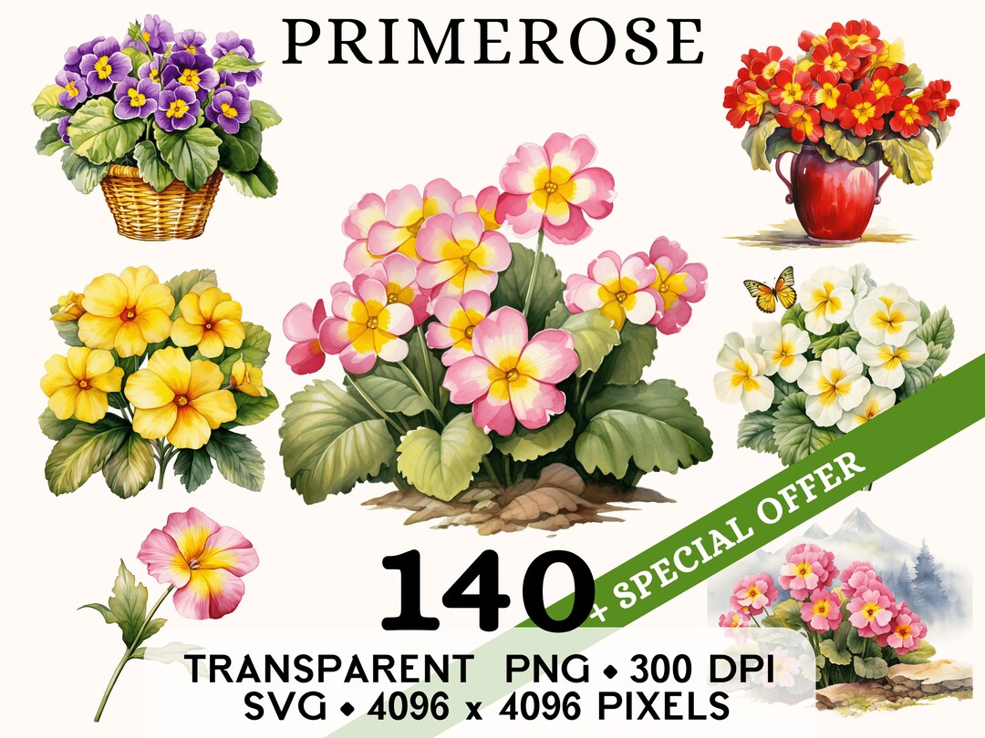 Primrose Clipart, Cute Wedding February Flower Watercolor Clip Art ...