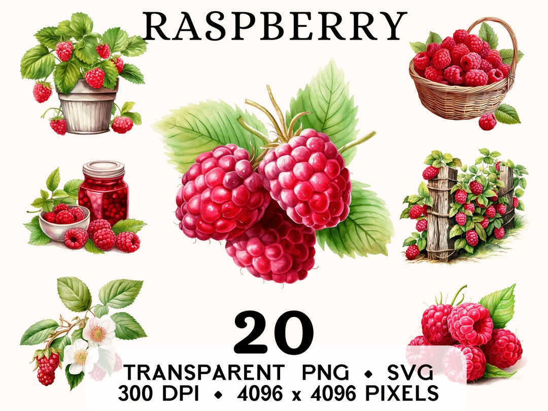 Raspberry Clipart, Fruit Watercolor Raspberry Clip Art, Forest Food ...