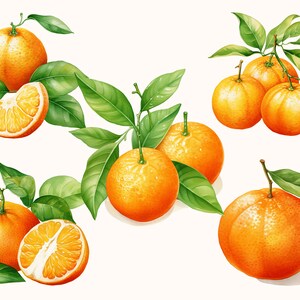 Tangerine Clipart, Fruit Watercolor Clementine Clip Art, Exotic Food ...