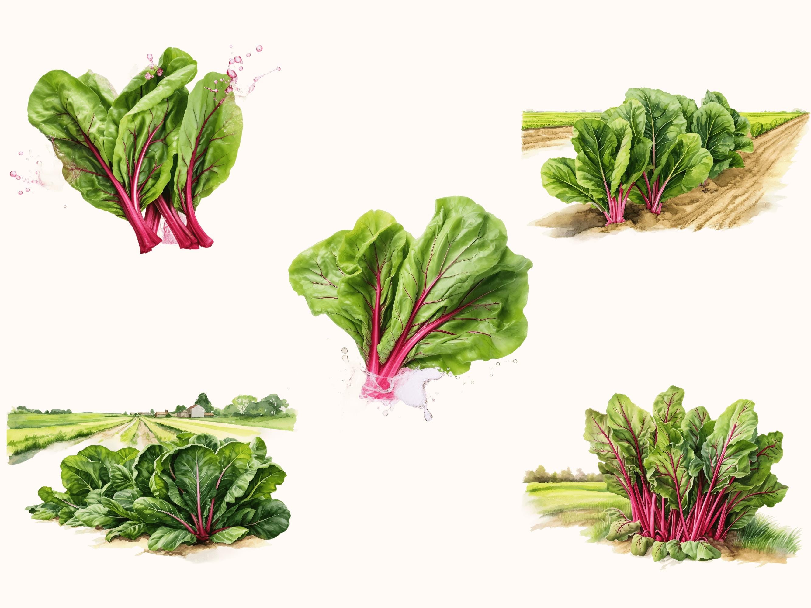 Rhubarb Clipart, Sweet Pie Vegetable Watercolor Health Drink Clip Art ...