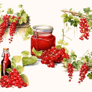 Redcurrant Clipart, Fruit Watercolor Groseille Clip Art, Forest Food ...