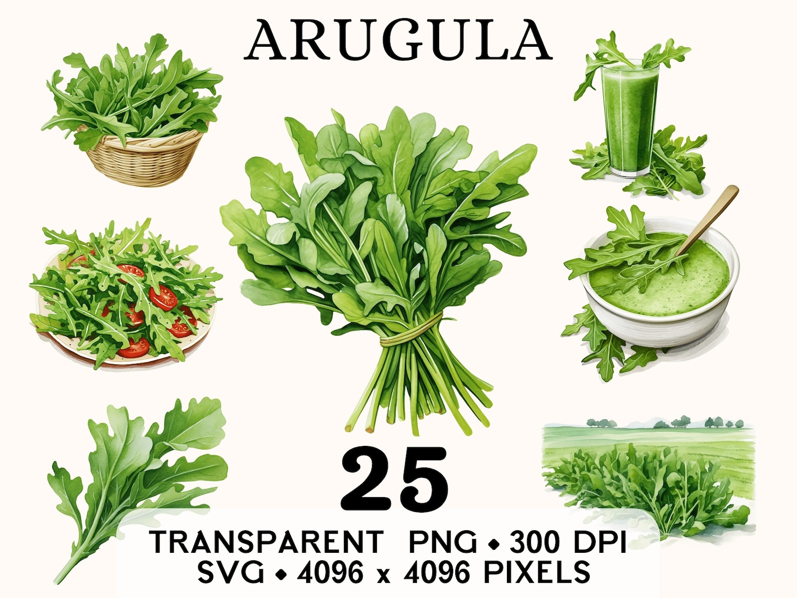 Arugula Clipart, Farm Eruca Vegetable Watercolor Rucola Leaf Art, Food ...