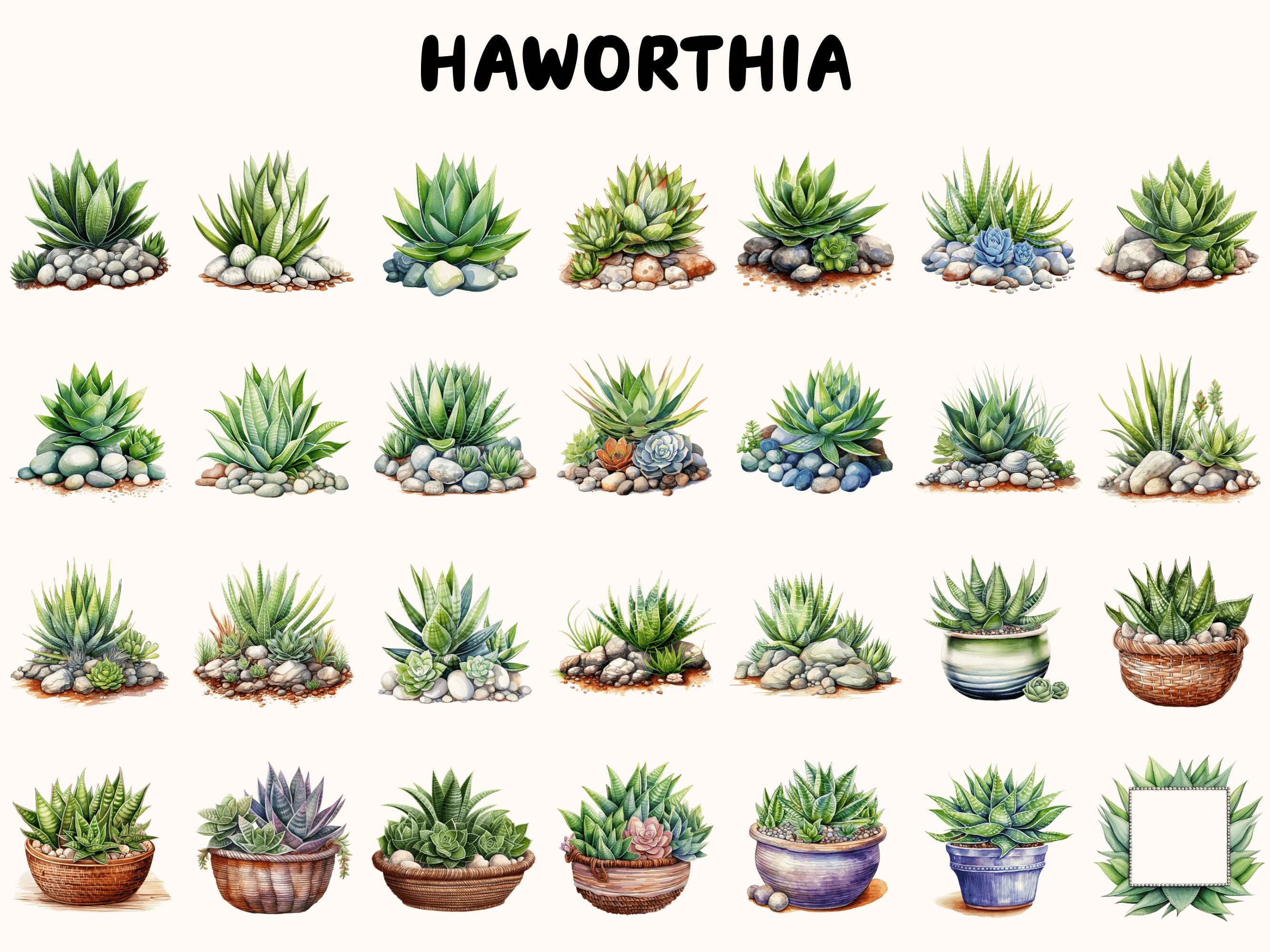 Succulent Plants Clipart, Aeonium Watercolor Clip Art, Floral Cactus ...