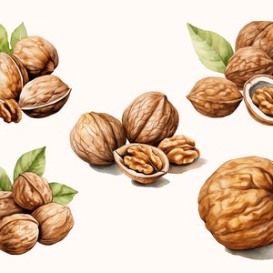 Walnut Clipart, Fruit Watercolor Nut Clip Art, Seed Food Sticker Mug ...