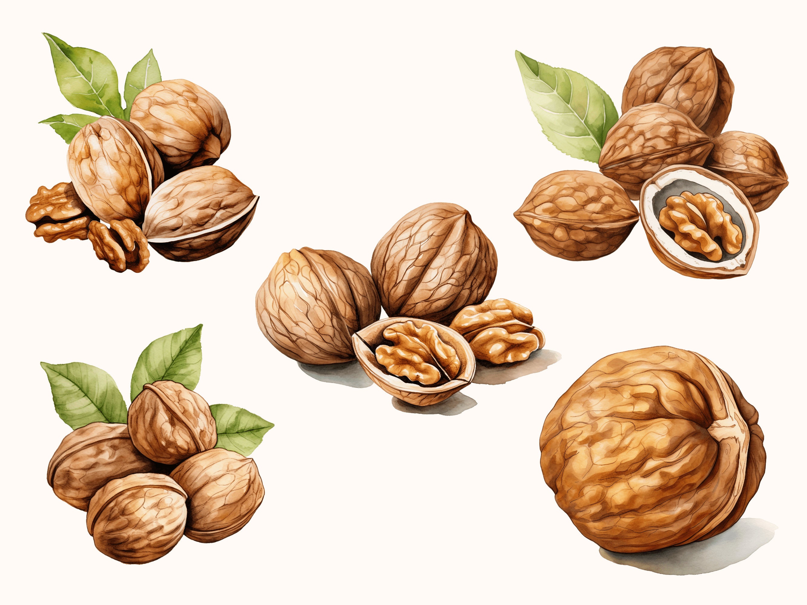 Walnut Clipart, Fruit Watercolor Nut Clip Art, Seed Food Sticker Mug ...