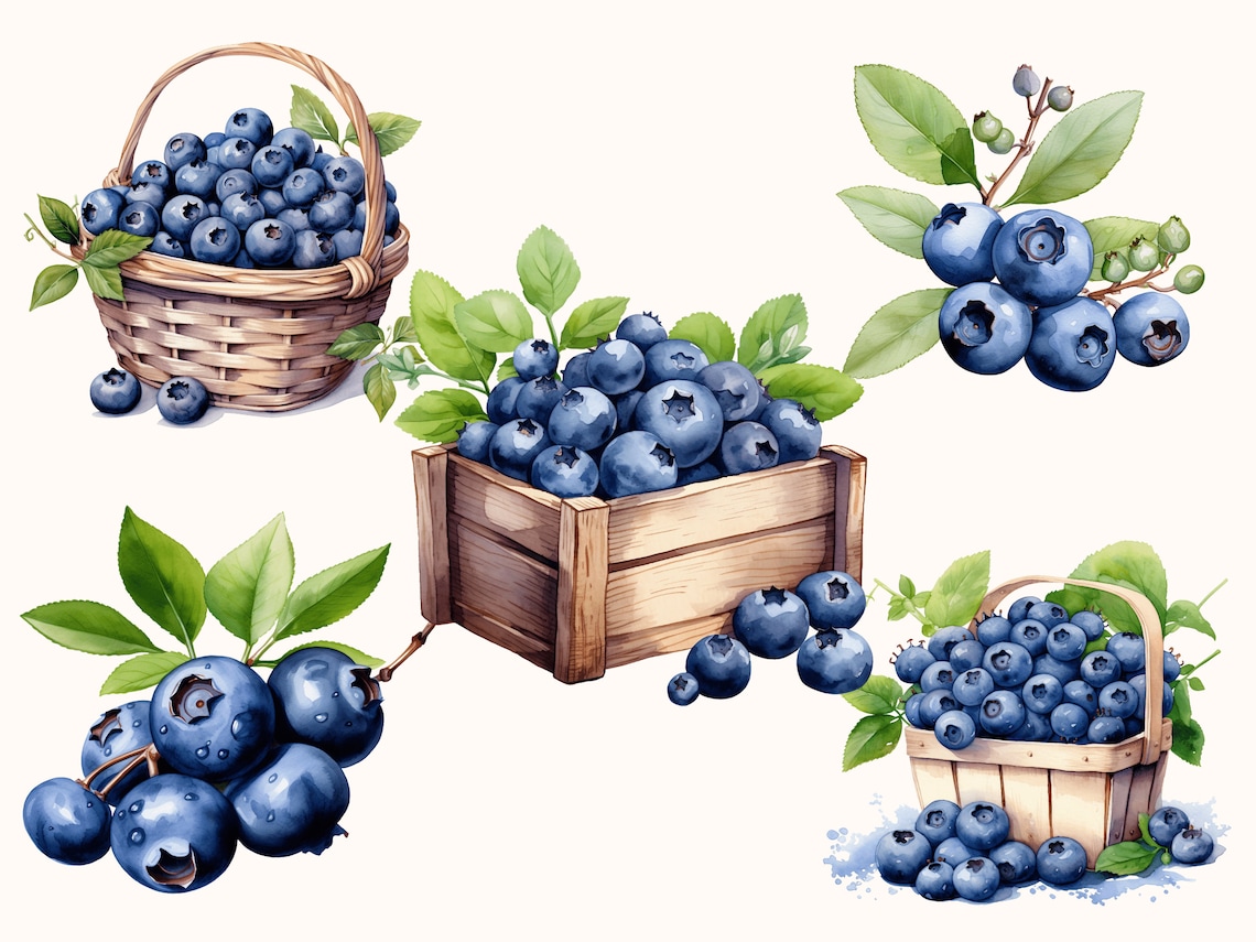 Blueberry Clipart, Fruit Watercolor Blueberry Clip Art, Forest Food ...