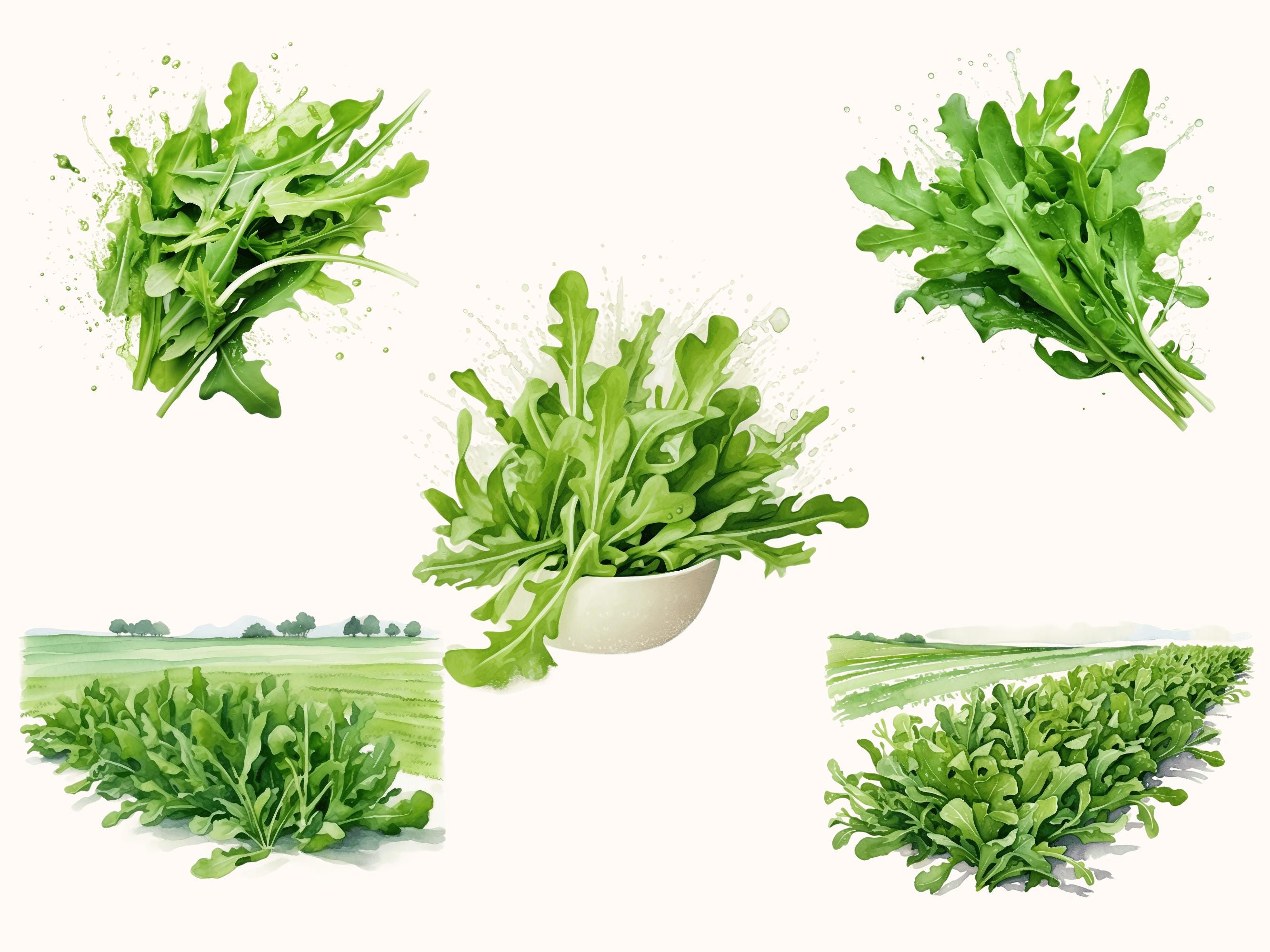 Arugula Clipart, Farm Eruca Vegetable Watercolor Rucola Leaf Art, Food ...