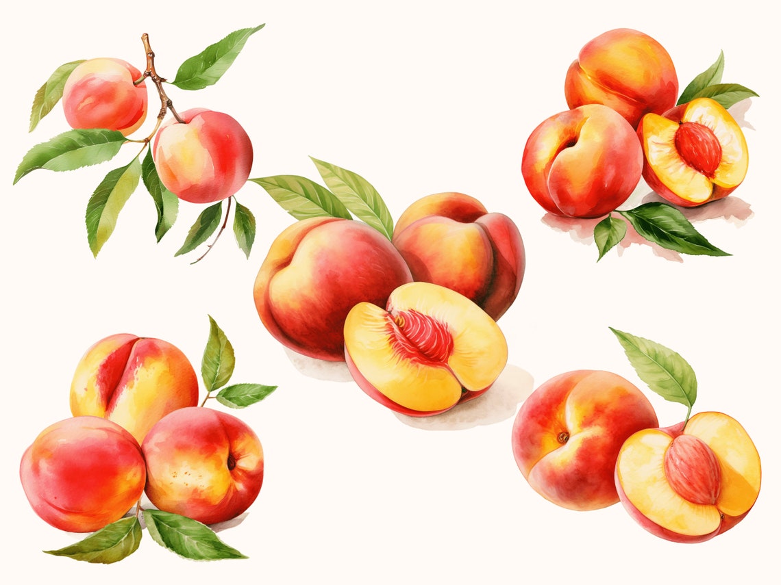 Peach Clipart, Fruit Watercolor Peach Flower and Tree Clip Art, Food ...