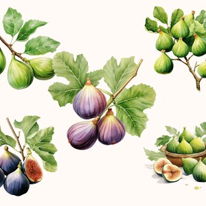Fig Clipart, Fruit Watercolor Green Fig Tree Clip Art, Food Sticker Mug ...