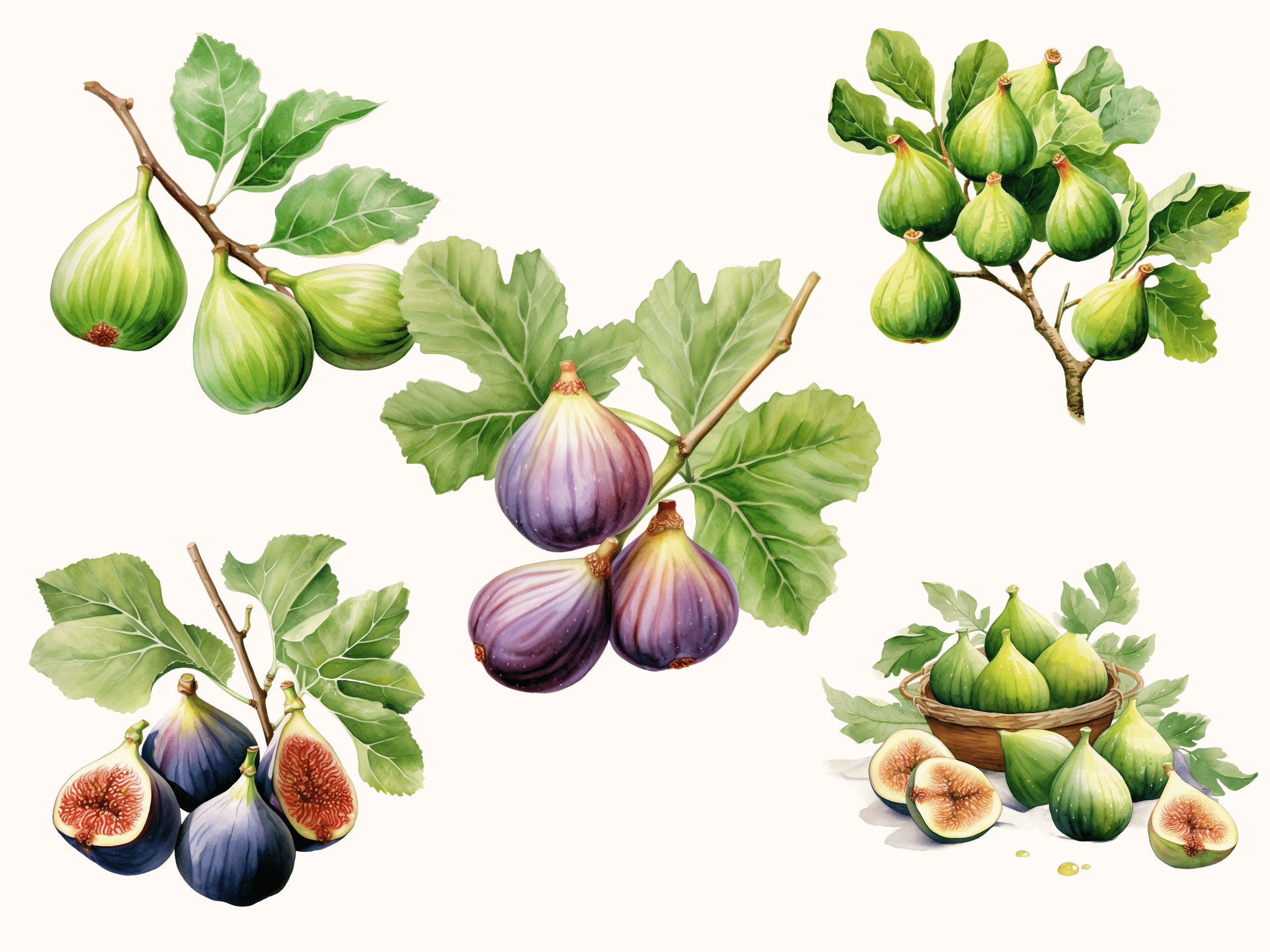 Fig Clipart, Fruit Watercolor Green Fig Tree Clip Art, Food Sticker Mug ...