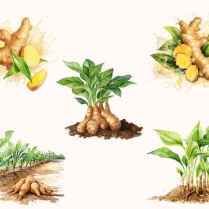 Ginger Clipart, Farm Vegetable Watercolor Gingerbread Man Clip Art ...