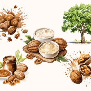 Walnut Clipart, Fruit Watercolor Nut Clip Art, Seed Food Sticker Mug ...