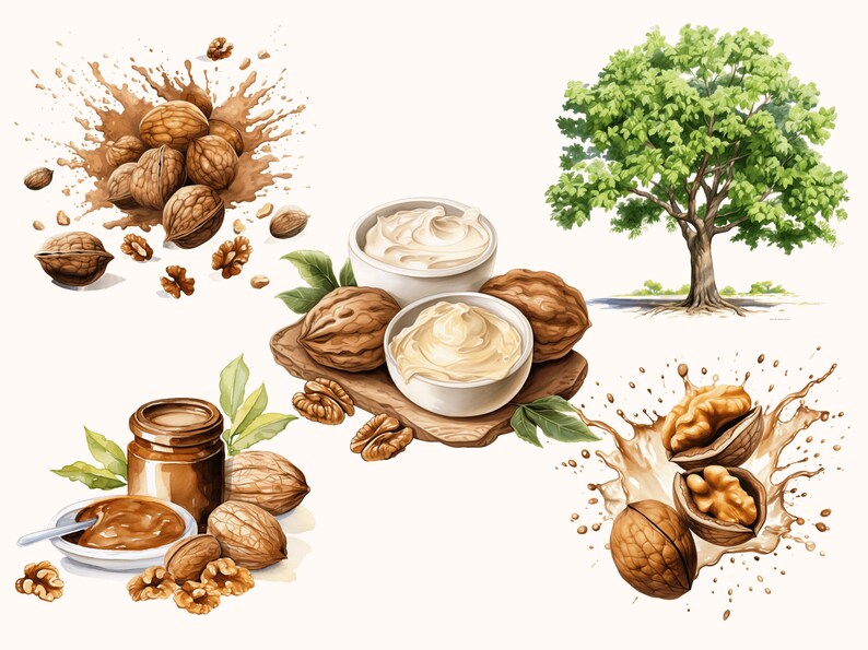 Walnut Clipart, Fruit Watercolor Nut Clip Art, Seed Food Sticker Mug ...