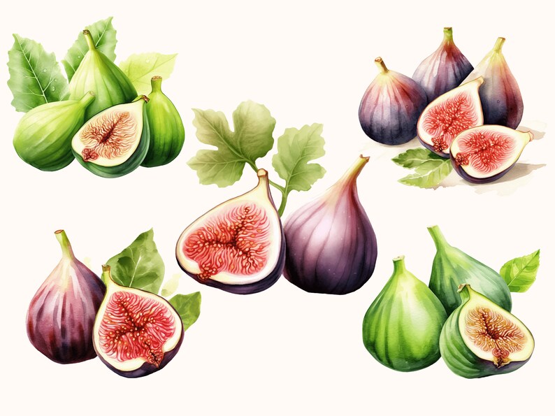 Fig Clipart, Fruit Watercolor Green Fig Tree Clip Art, Food Sticker Mug ...