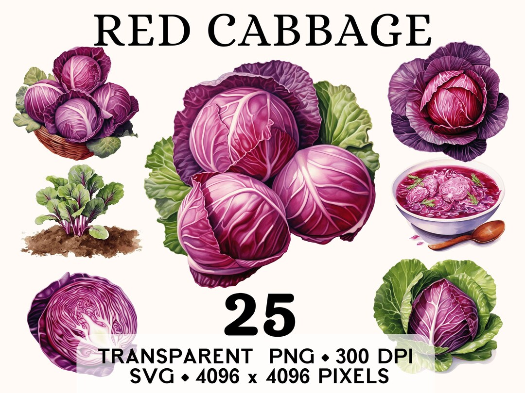 Red Cabbage Clipart, Farm Vegetable Watercolor Purple Cabbage Soup ...