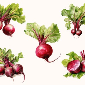 Beetroot Clipart, Farm Vegetable Watercolor Beet Drink & Soup Art, Food ...