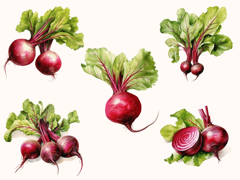 Beetroot Clipart, Farm Vegetable Watercolor Beet Drink & Soup Art, Food ...