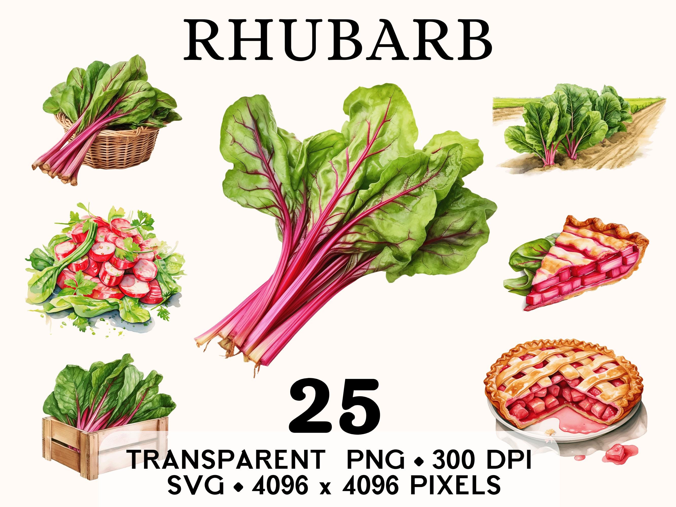 Rhubarb Clipart, Sweet Pie Vegetable Watercolor Health Drink Clip Art ...