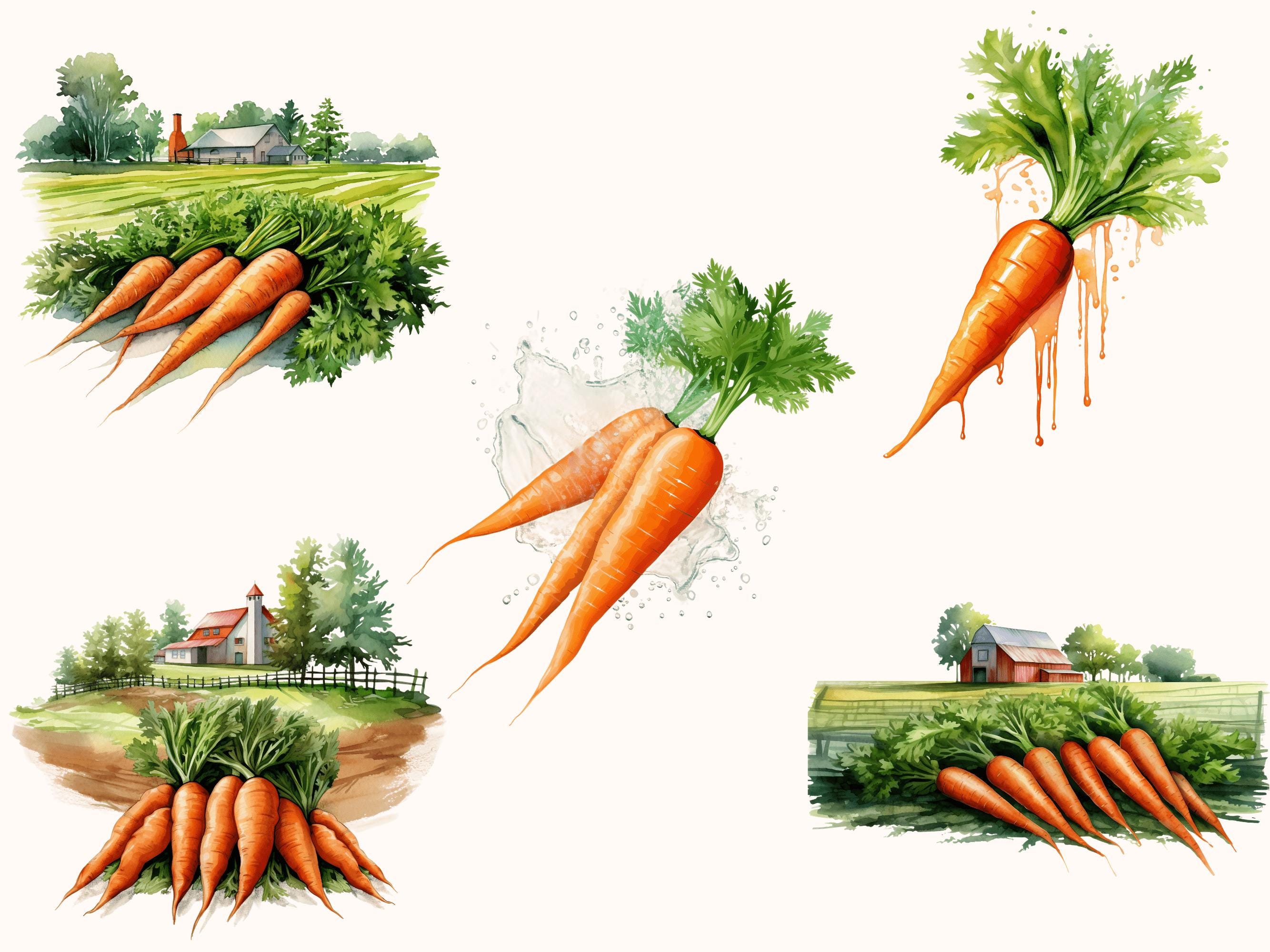 Carrot Clipart, Farm Root Vegetable Watercolor Orange Drink & Soup ...