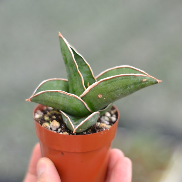 Dwarf Samurai Plant - Etsy